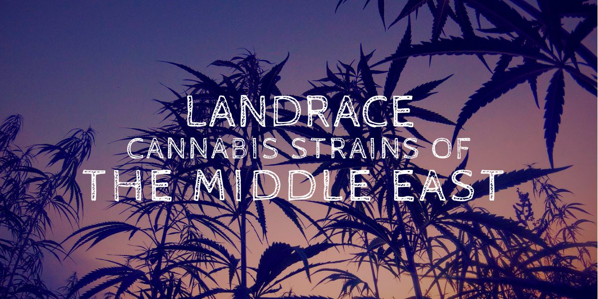 Landrace Cannabis Strains Of The Middle East - Brian D. Colwell