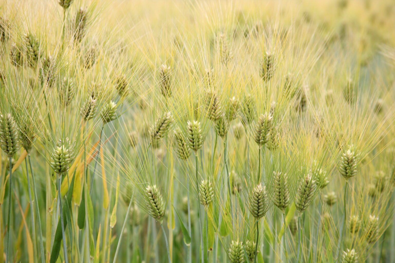 A Complete History Of Barley: From Ancient Grain To CRISPR Technology ...