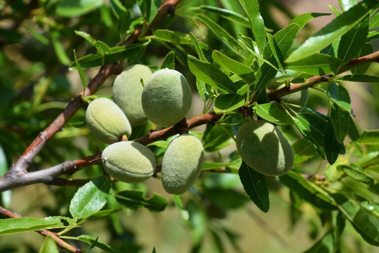 A Complete History Of Almonds: From Ancient Orchards To Mechanized ...